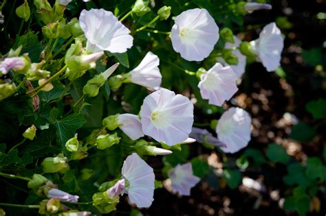 27 Vines With White Flowers Best Climbers For Your Garden