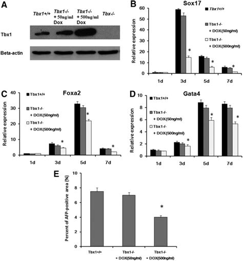 Tbx1 Modulates Endodermal And Mesodermal Differentiation From Mouse