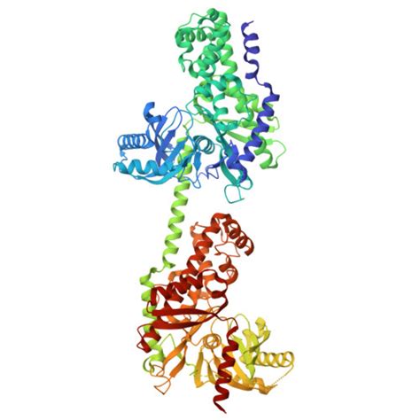 Rcsb Pdb 2nzt Crystal Structure Of Human Hexokinase Ii