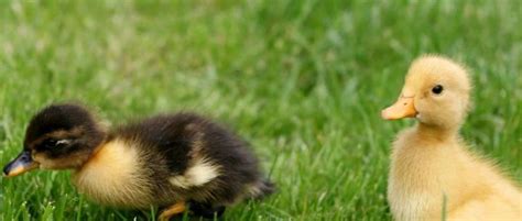 Python发送短信 知乎