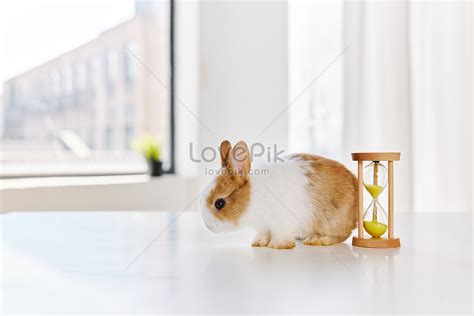 귀여운 토끼와 모래시계 사진 무료 다운로드 Lovepik