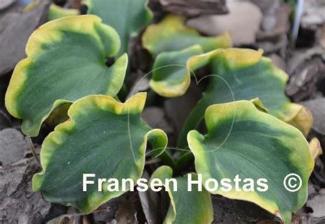 Hosta School Mouse Fransen Hostas