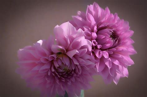 Flores Dalias Delicadeza Foto Gratis En Pixabay Pixabay