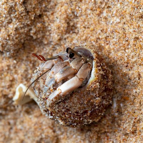 Pequeño Cangrejo Ermitaño En La Playa Tiro Nocturno Junto Al Océano