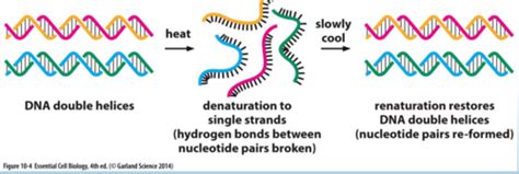 Biochem Final Flashcards Quizlet