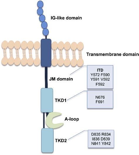 Flt3 Structure And Common Flt3 Mutations 1 42 Notes Data From The