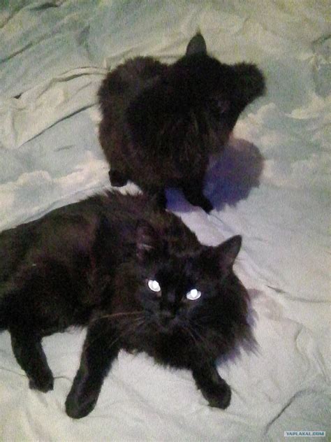 Ну с котовторником ЯПлакалъ Ну с котовторником ЯПлакалъ