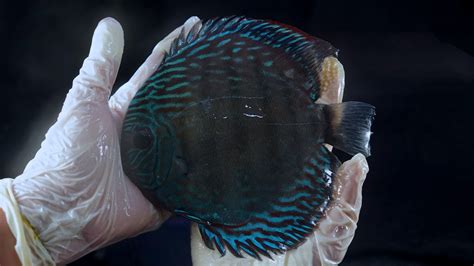 Wild Batata Blue Discus