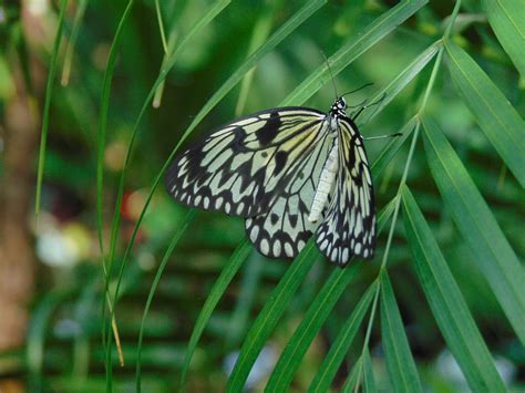 Butterfly Nature Wings Leaf Free Pictures Free Image From