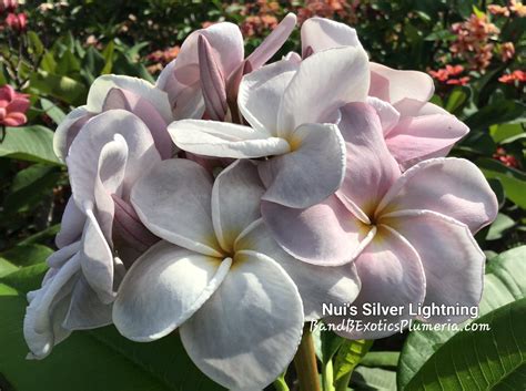 Nuis Silver Lightning Plumeria By Nui