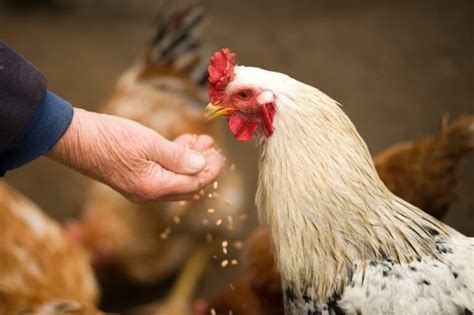 Chickens And T Rex How Dna Links Them Across Time Dino World