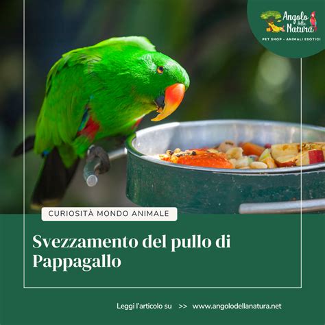 Svezzamento Del Pullo Di Pappagallo Angolo Della Natura