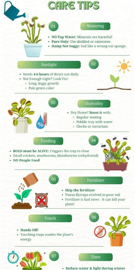 Venus Flytrap Care Tips In 2025 Venus Fly Trap Care Venus Fly Trap Fly Traps