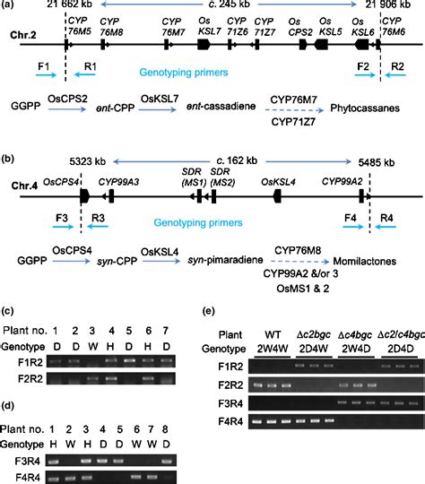 Figure 1 From Dissecting The Labdane‐related Diterpenoid Biosynthetic Gene Clusters In Rice