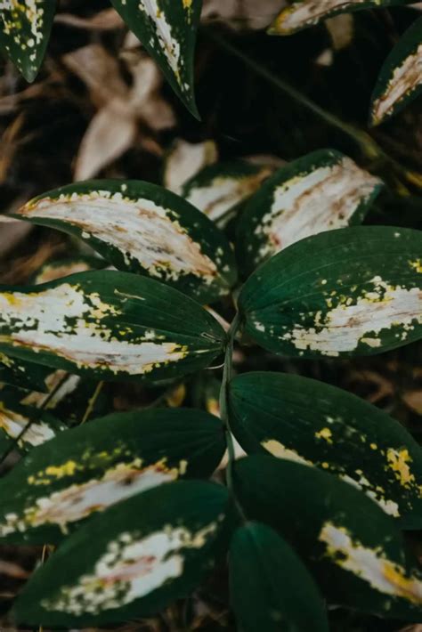 Variegated Plants Cultivating Colorful Greenery