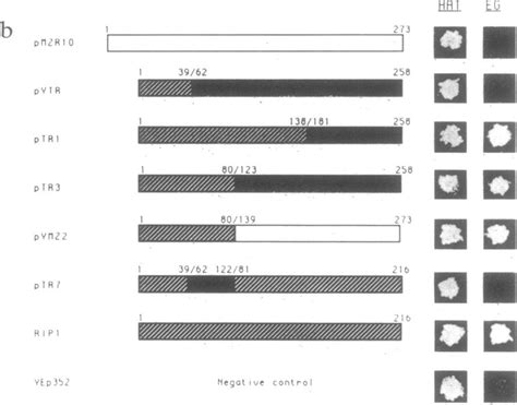 Complementation Analysis Of Plantyeast Hybrid Proteins In Yeast Strain