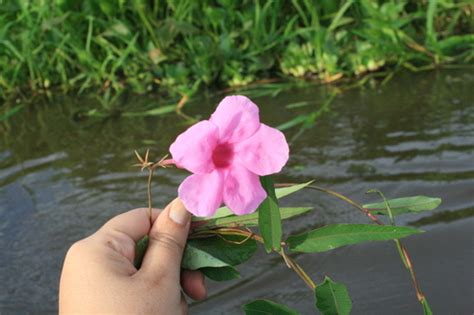 Rhabdadenia Madida · Inaturalist