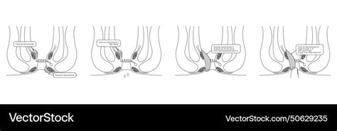 Cross Sectional View Royalty Free Vector Image