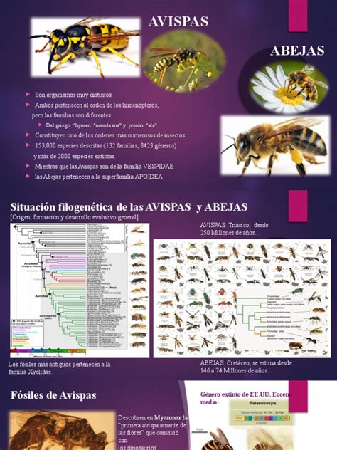 Avejas Avispas Pdf Western Honey Bee Miel