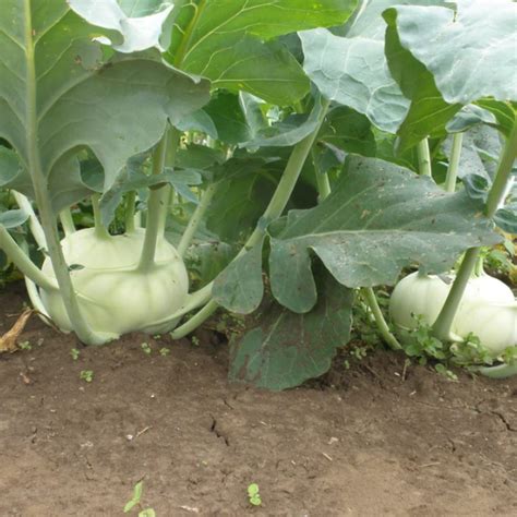 Sparta Kohlrabi F1 West Coast Seeds Blue Grass Nursery And Garden