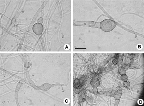 Chlamydospores Formed In Vitro And In Vivo A Terminal Formation B