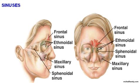 Maxillary Sinus Pptx Dr Wafaa Muhadharaty