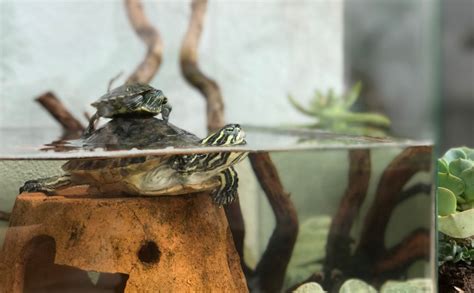 Kornjače Kao Kućni Ljubimci Evo šta Treba Da Znate Prije Nego što Ih Udomite Tuzlanskiba