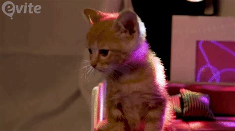 Find And Share On Giphy