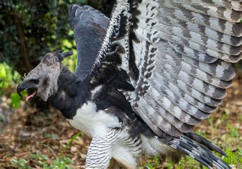 Harpy Eagles The Largest Raptors Of Belize — Inspire Edventures
