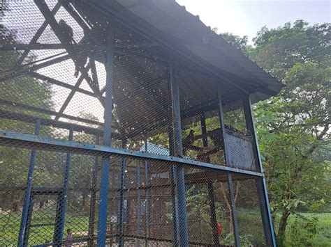 猴 大猩猩 狒狒 Pixabay上的免费照片 Pixabay