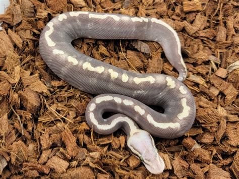 Pastel Lesser Super Ghi Asphaltyb Ball Python By Morph Jungle