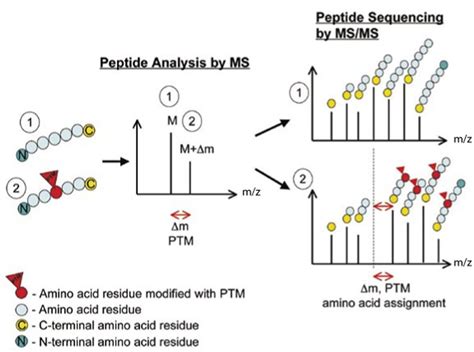 Recombinant Collagen C Terminal Sequence Analysis Service Mtoz Biolabs