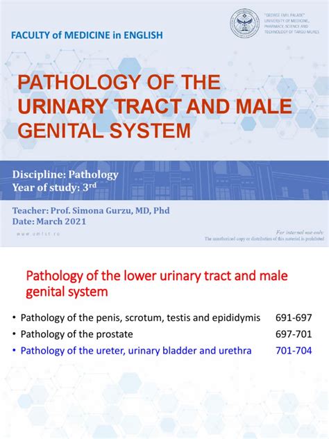 Morpho Lectures Merged Reproductive System Pdf Pdf Ovarian Cancer