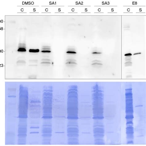 Effector Secretion Is Inhibited By Bacterial Pre‐incubation With