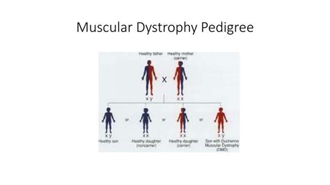 Ppt Pedigrees Gender And X Linked Traits Powerpoint Presentation Free Download Id 3943958