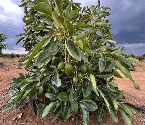 Fuerte Avocado