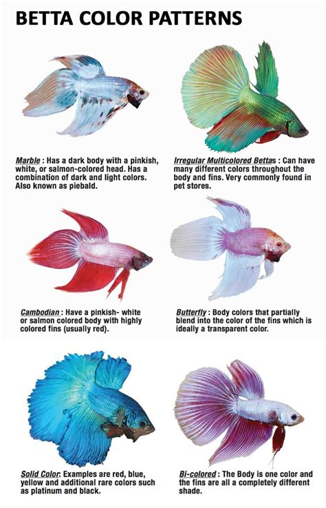 Types Of Beautiful Betta Fish