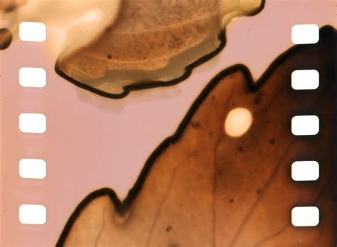 Phytogram Experiments In Weeds What Pushes Through 35mmc