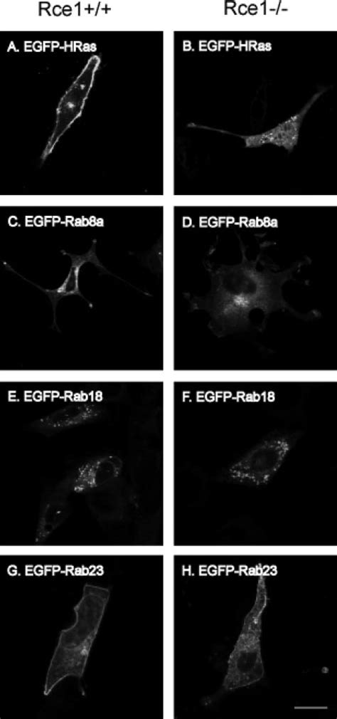 Intracellular Localization Of Rab Caax Proteins In Rce1 Mefs Rce1