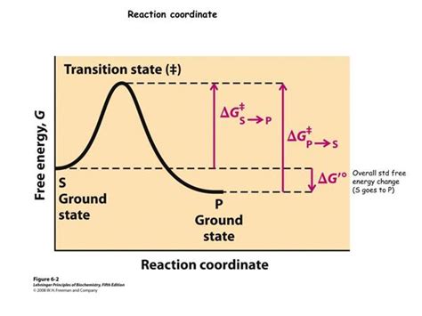 Enzyme Reaction Coordinate Diagram