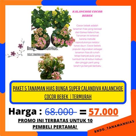 Jual Paket 5 Warna Bunga Super Calandiva Kalanchoe Cocor Bebek Warna