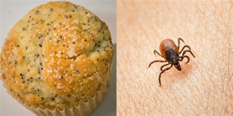 Cdc Shares Disturbing Photo Of Ticks Hidden On Poppy Seed Muffin—and