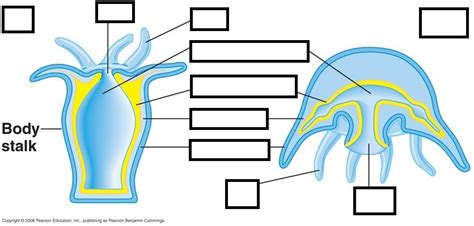 Unit 1 Cnidaria Anatomy Diagram Quizlet