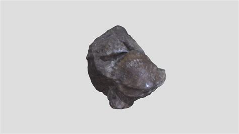 Pectinid Bivalve Fossil Filey Download Free 3d Model By Chapel Prints Co Mckie Foundation