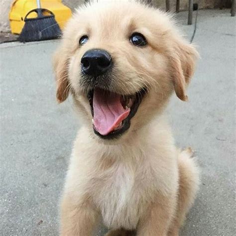 Regrann From Dogsaremytherapy What A Happy Puppy Source Pm