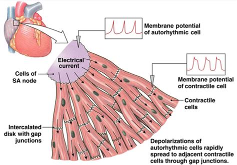 Lecture 18 Cardiovascular Foundations Structure And Function Of