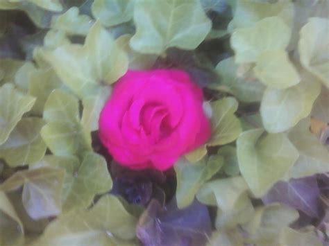 Ivey Rose By Lexsmurfsomha On Deviantart