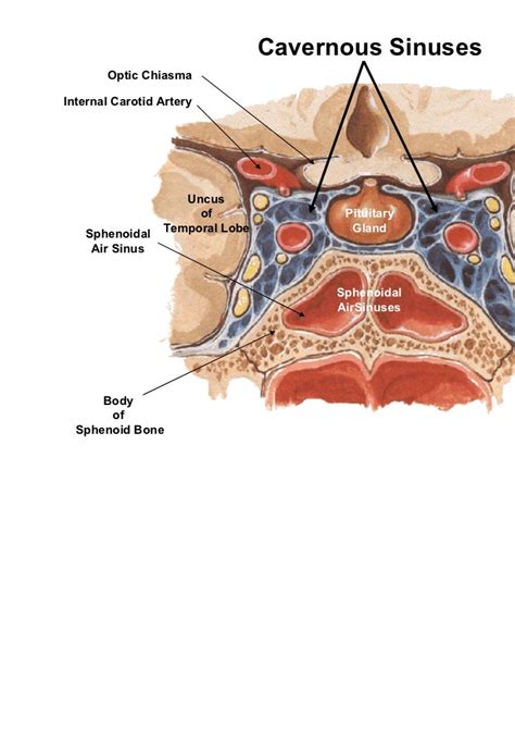 Cavernous Sinus Anatomy