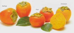 A Guide To Persimmons — Varieties Prep And Uses