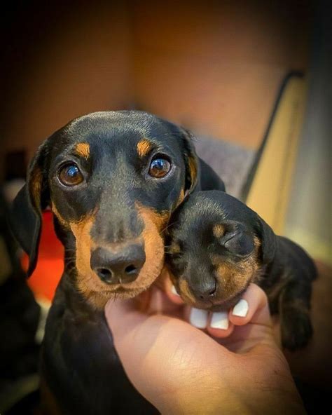 Adorable Dachshund Puppies